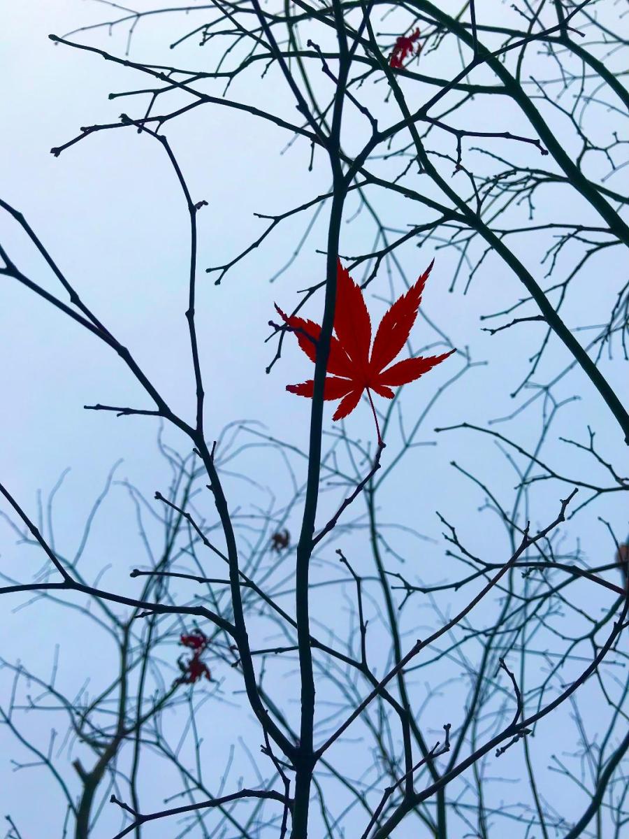 ‘The Red Tree’ by Shaun Tan – Read with Julia